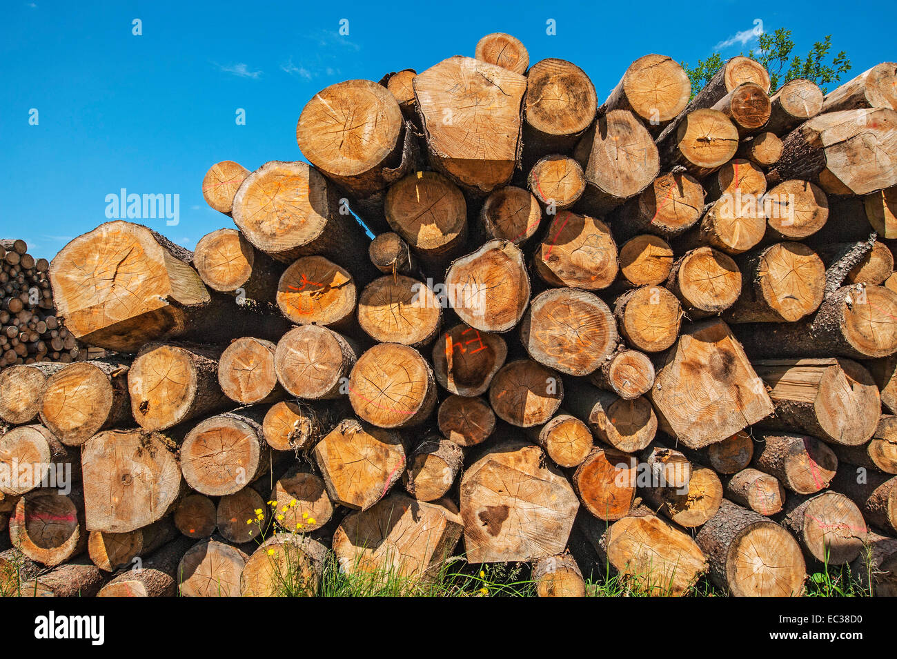Stacked logs, Bavaria, Germany Stock Photo - Alamy