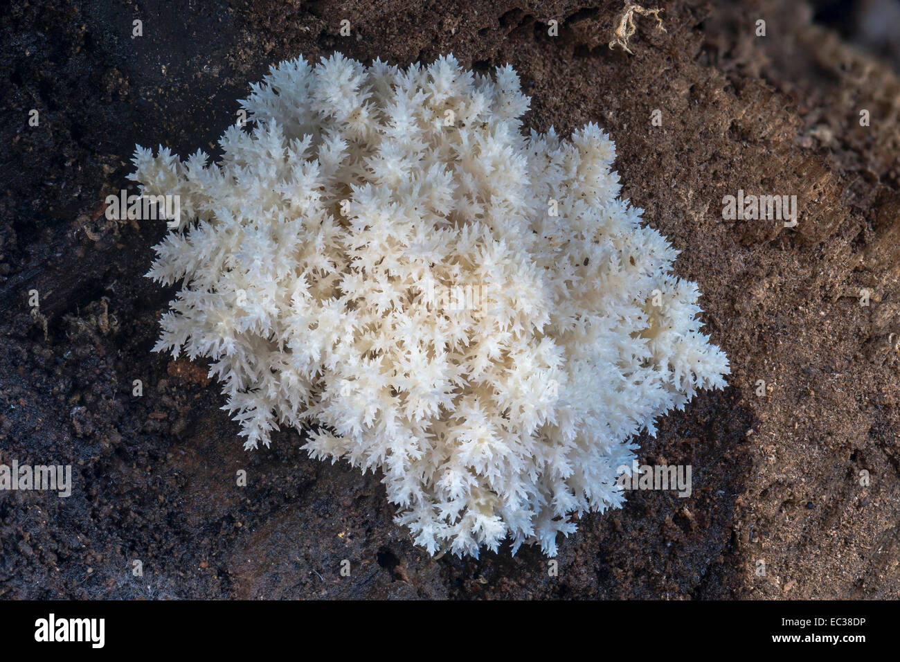 Coral tooth fungus (Hericium coralloides) on rotting beech trunk ...