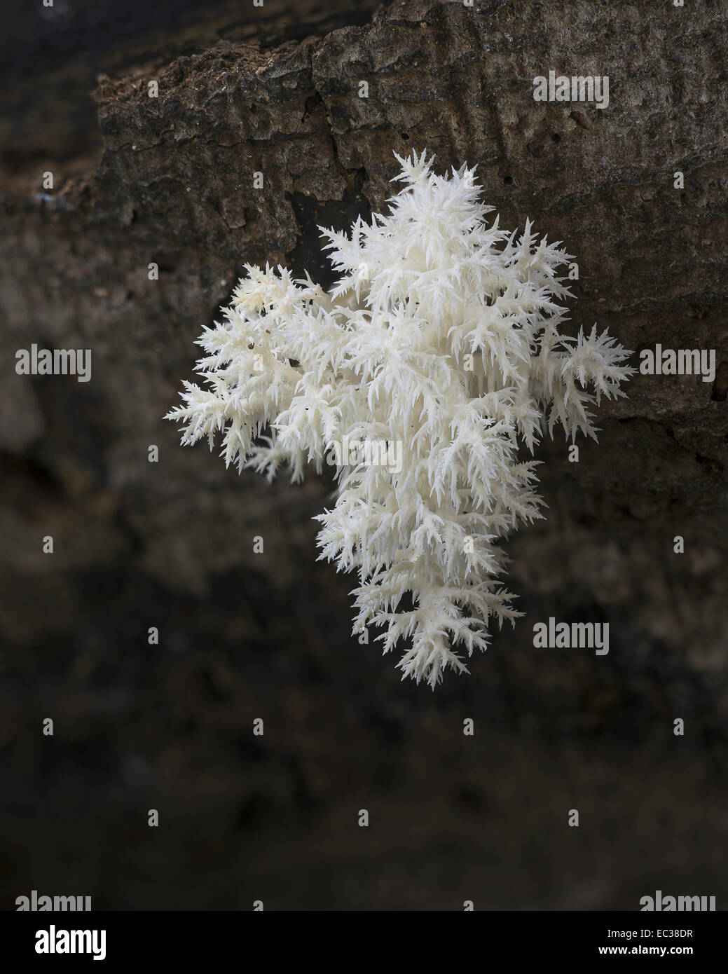 Coral tooth fungus (Hericium coralloides) on rotting beech trunk ...