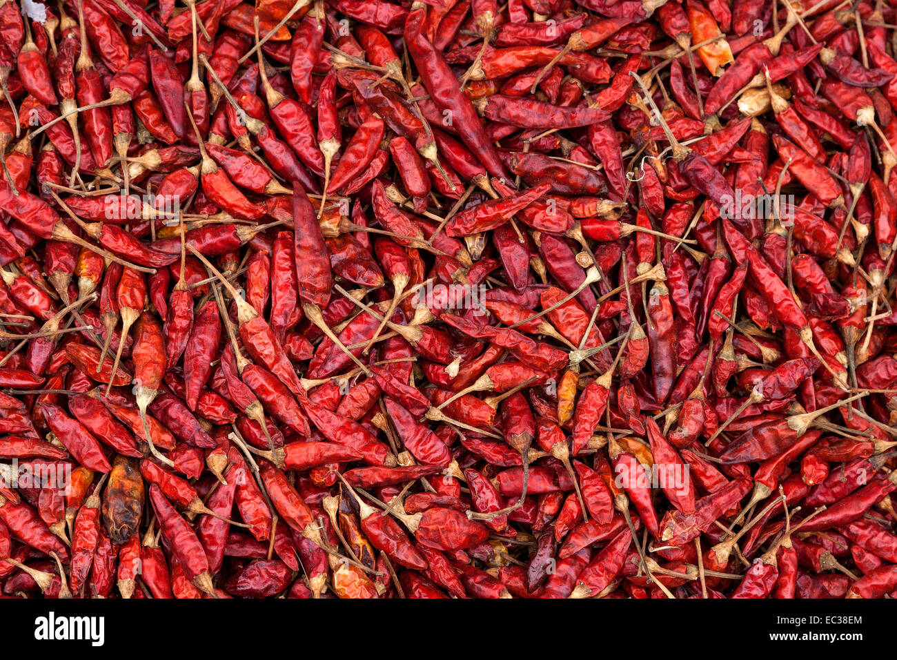 Chili peppers (Capsicum annuum), dried, Myanmar Stock Photo - Alamy