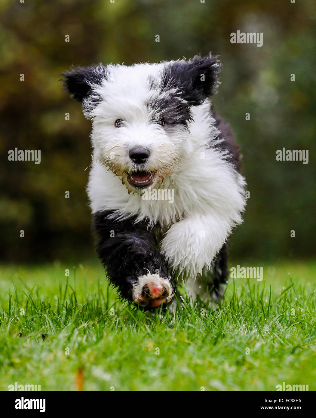Old english sheepdog hi-res stock photography and images - Alamy