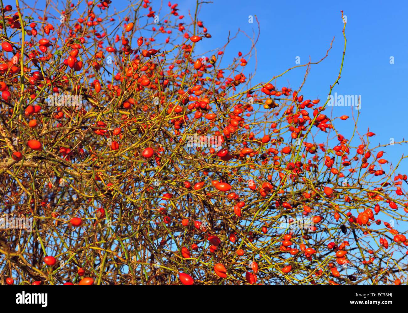 Dog Rose (Rosa canina) with rose hips, Germany Stock Photo - Alamy