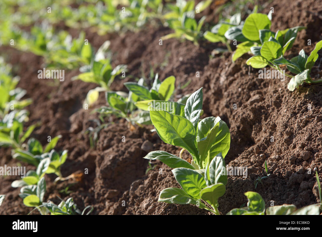 Young tobacco plants in rows Stock Photo - Alamy