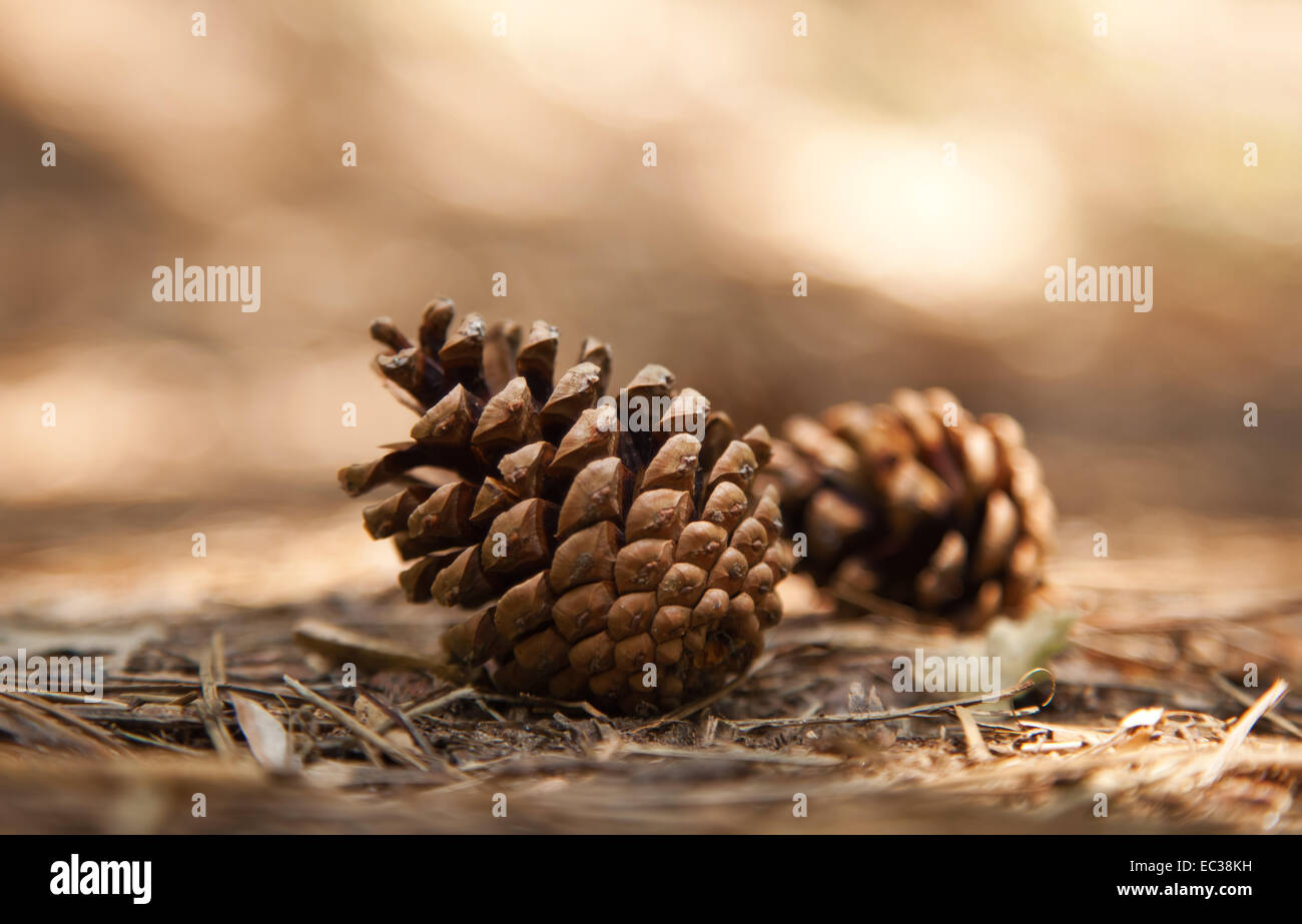 Ground cones hi-res stock photography and images - Alamy