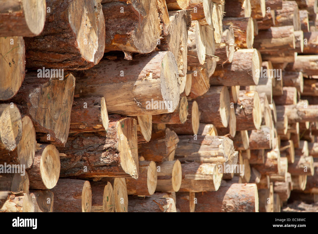 Huge pile of logs Stock Photo - Alamy