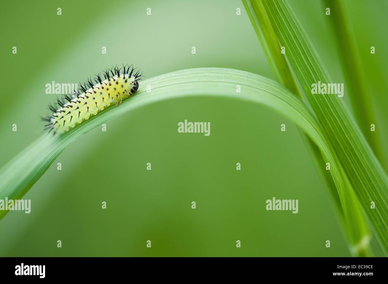 A spiky caterpillar traversing the harsh nature environment Stock Photo ...