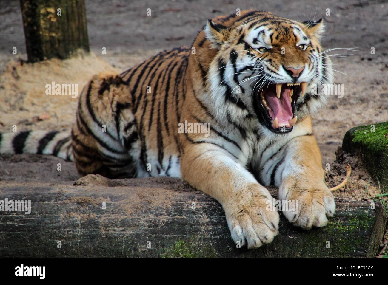 Fierce Tiger Wallpaper