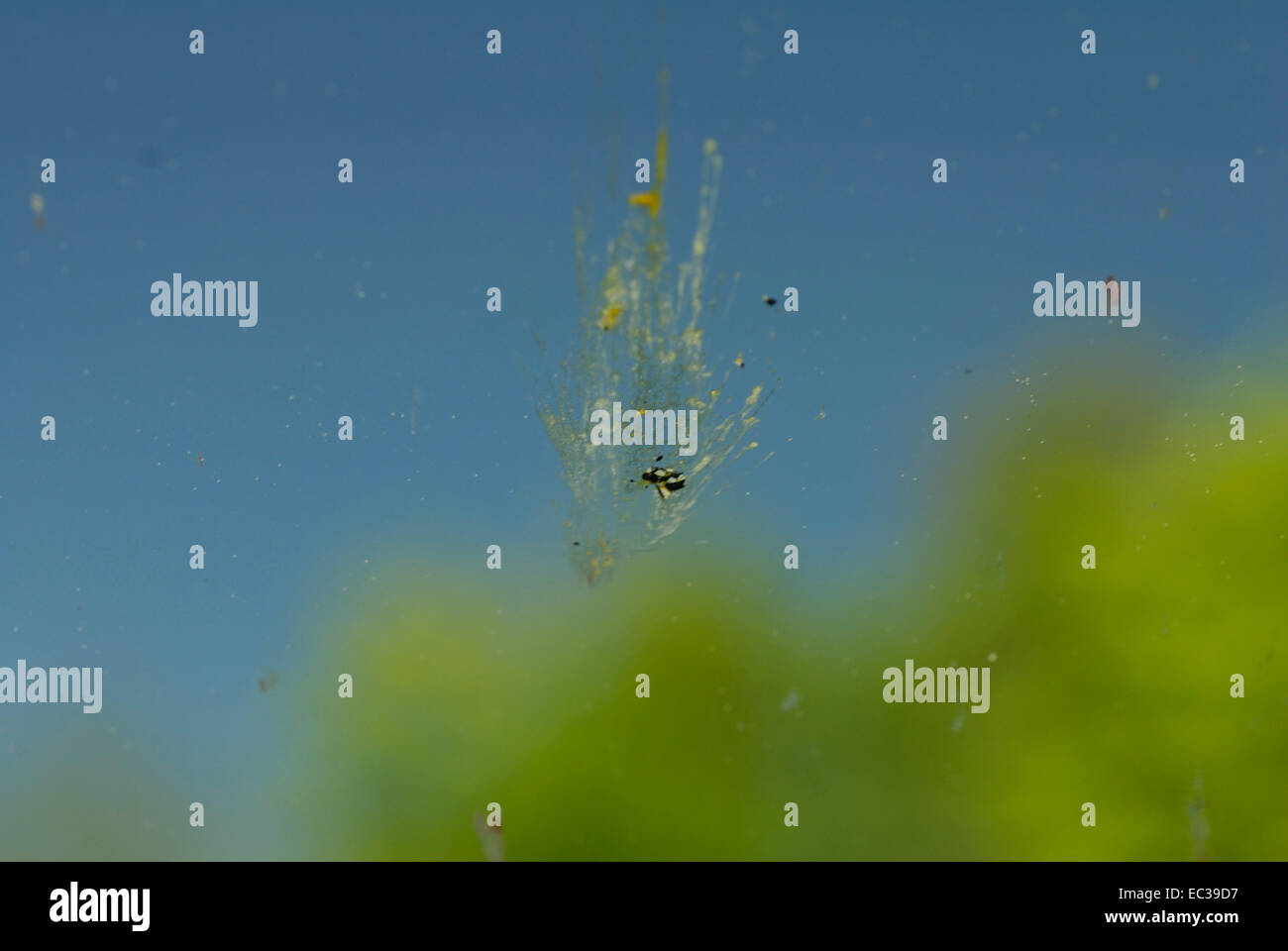 Dead insects windscreen hi-res stock photography and images - Alamy