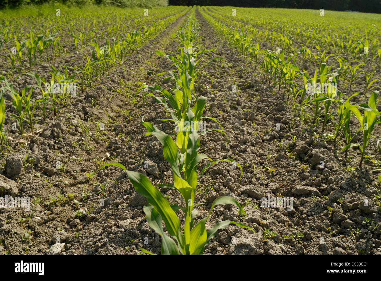 Cornfield with seedlings hi-res stock photography and images - Alamy