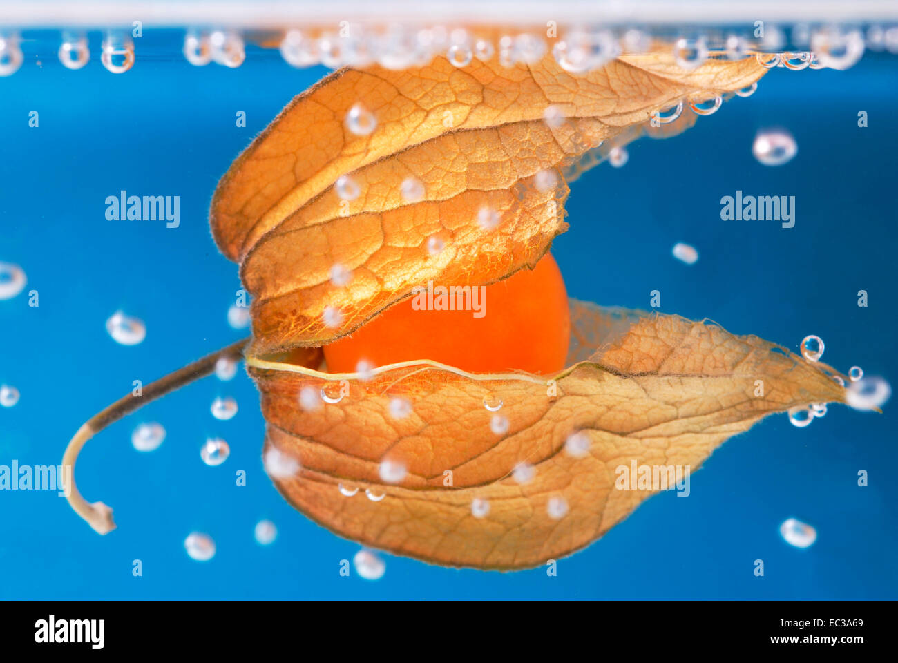 Fresh Cape Gooseberry in Water Stock Photo - Alamy