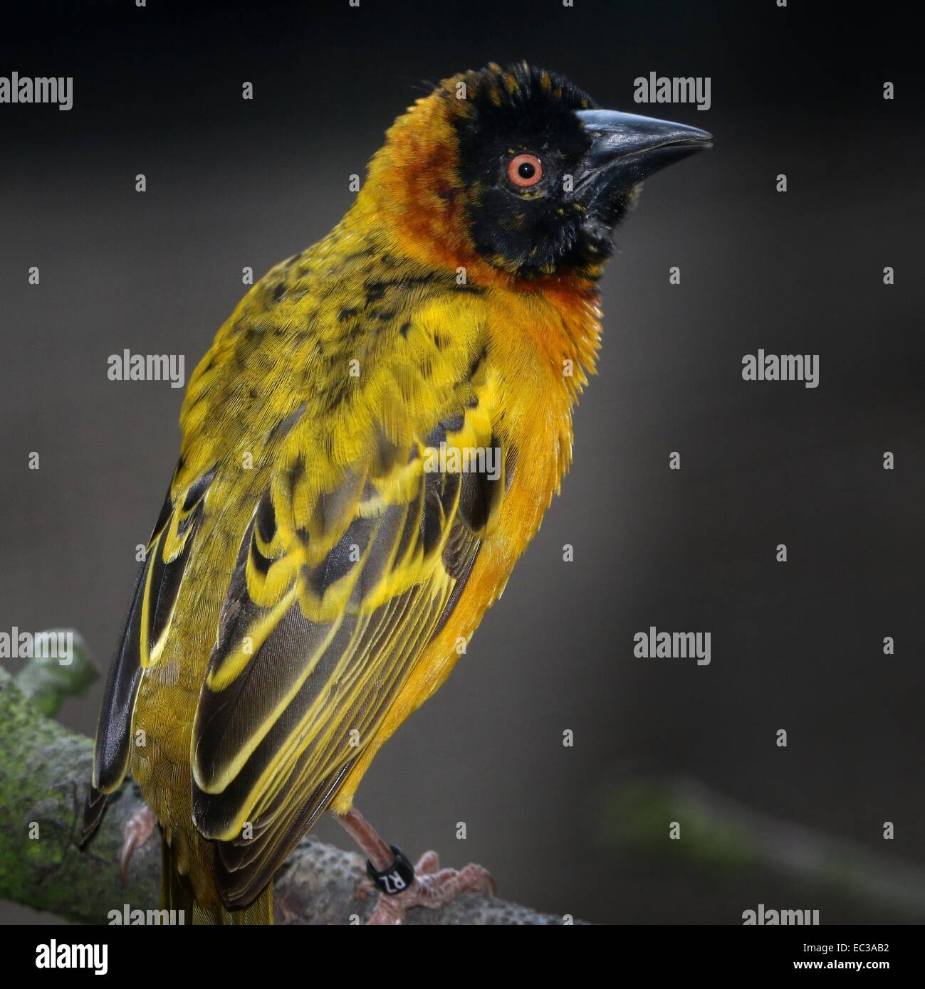 Male African Village Weaver bird (Ploceus cucullatus) in close-up, a.k ...
