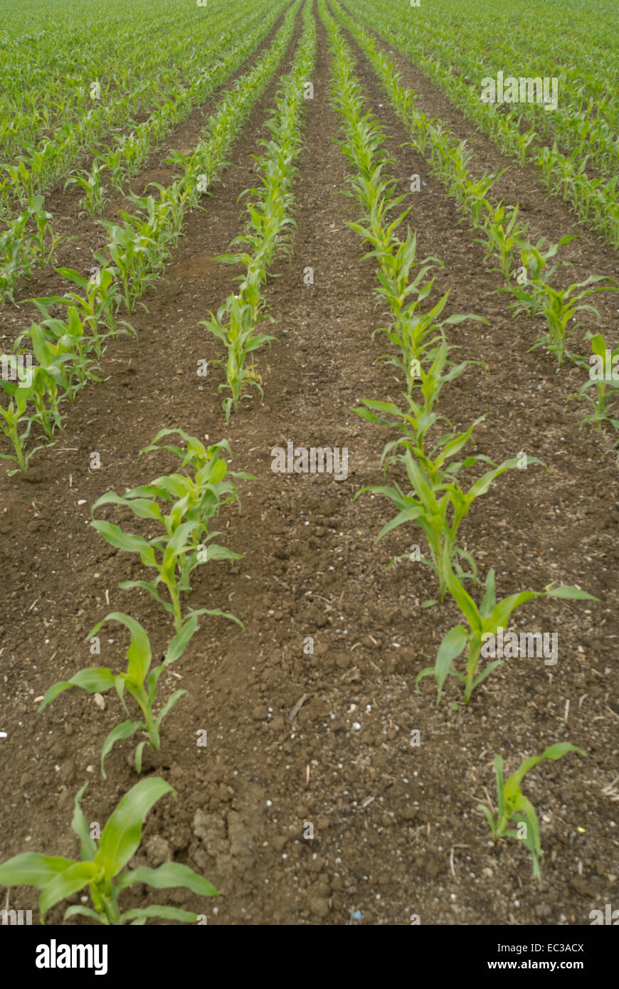 String growing hi-res stock photography and images - Alamy