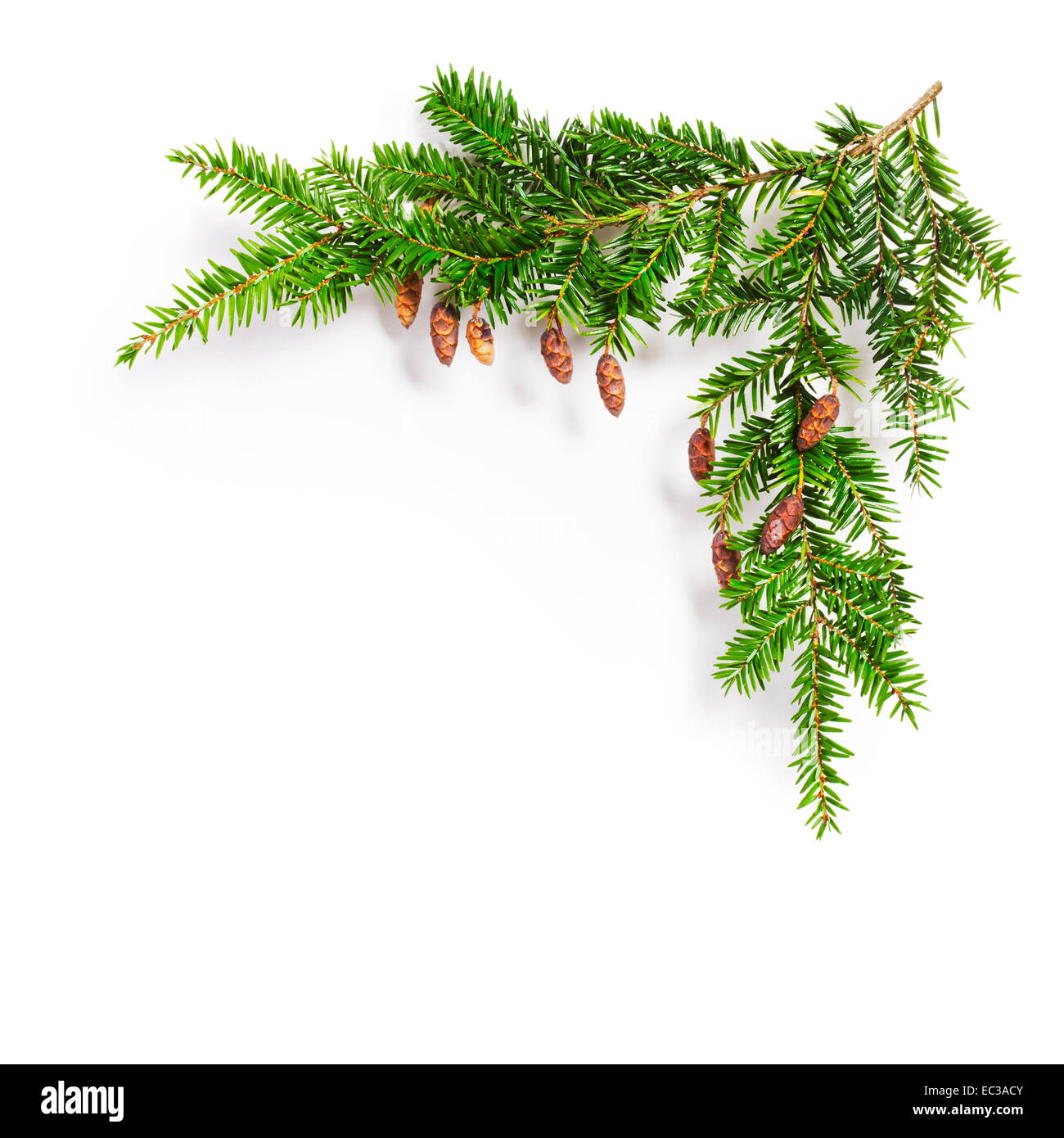 Christmas decoration yew tree branch hi-res stock photography and ...