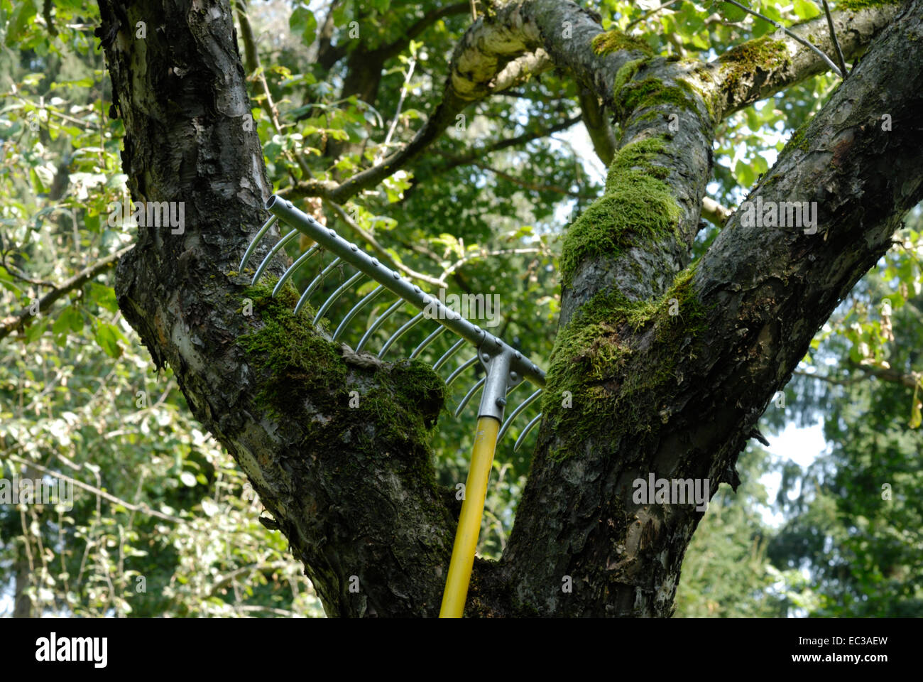 Tool on tree hi-res stock photography and images - Alamy