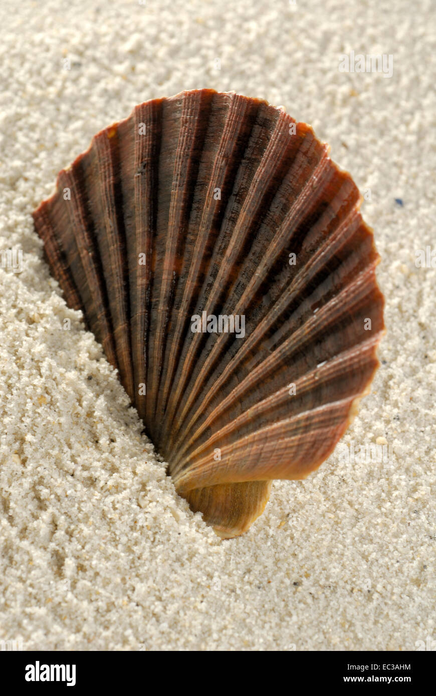 Seashell in Sand Stock Photo - Alamy