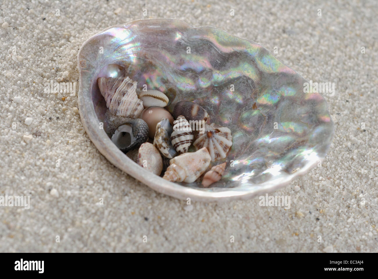 Abalone shell hi-res stock photography and images - Alamy