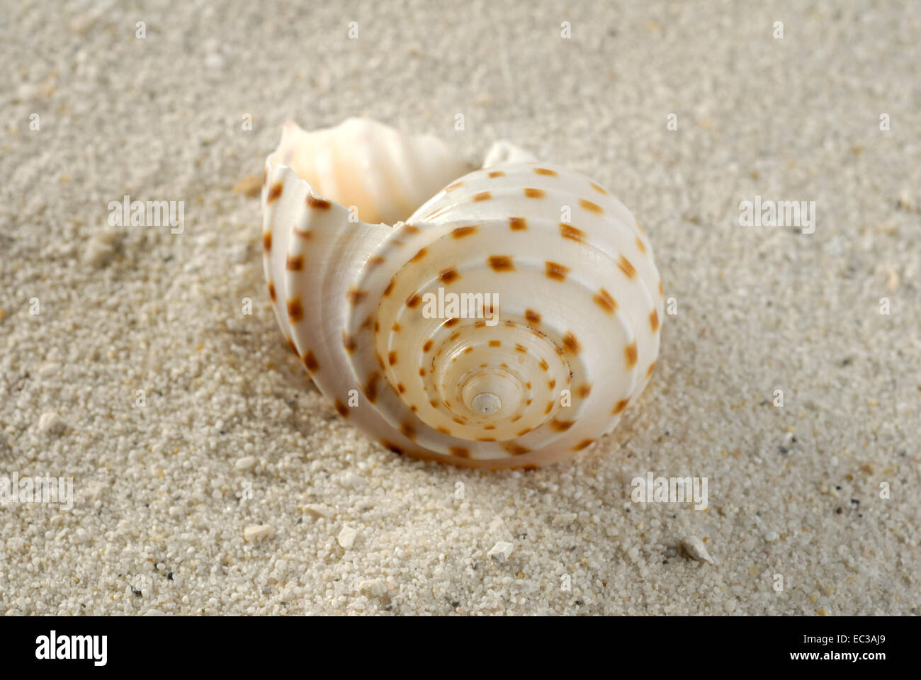Seashell in Sand Stock Photo - Alamy