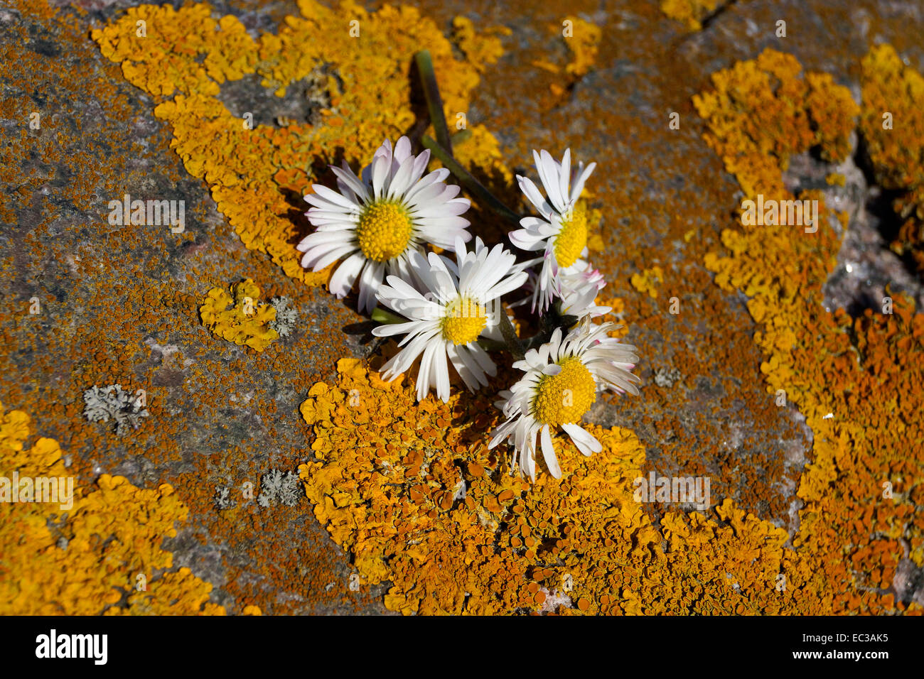 Flowers on a stone Stock Photo - Alamy