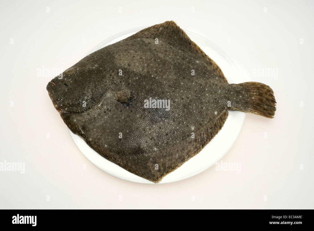 Turbot hi-res stock photography and images - Alamy
