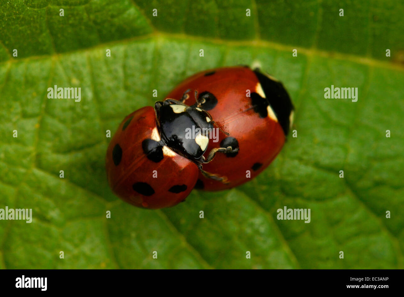 ladybug on leaf Stock Photo - Alamy