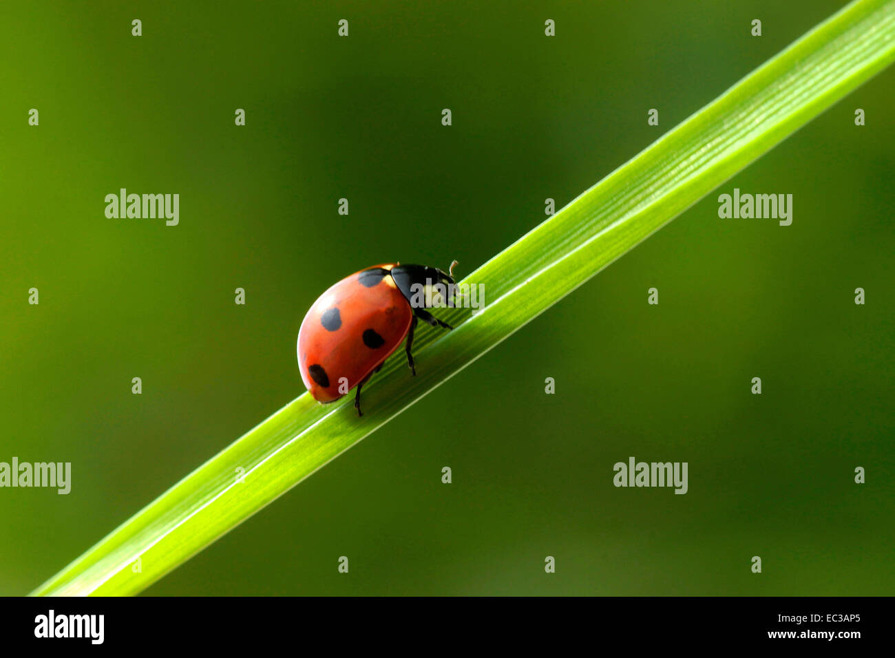 ladybird blad of grass Stock Photo - Alamy