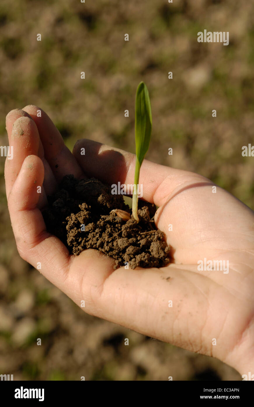 Grass sprouting hand hi-res stock photography and images - Alamy