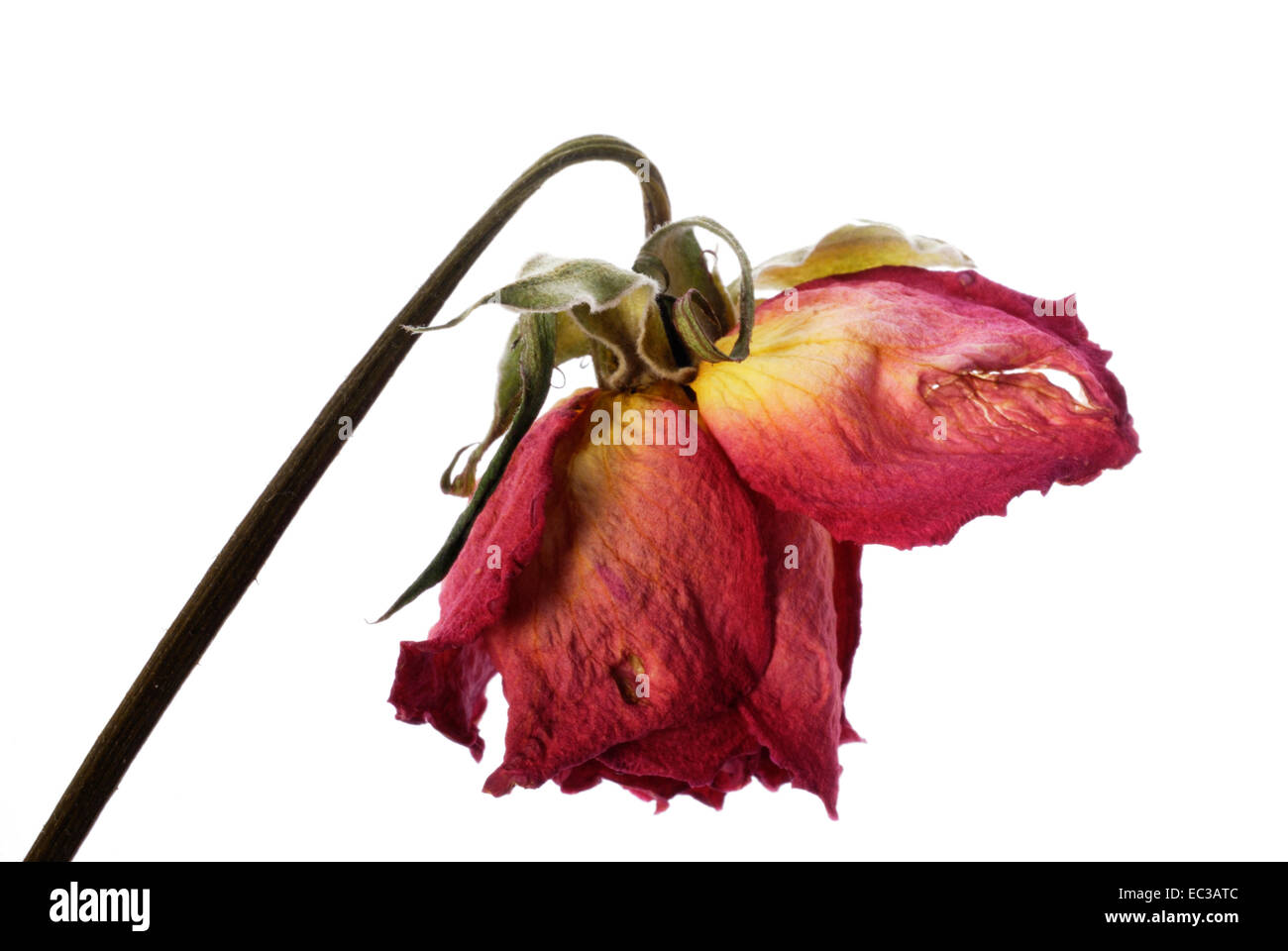 Faded Red Rose Stock Photo - Alamy