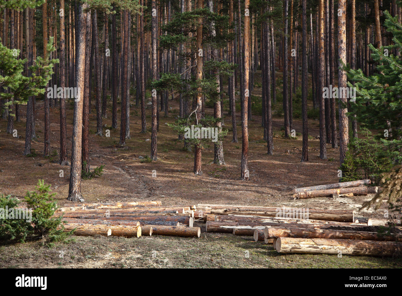 Pine forest logging Stock Photo - Alamy