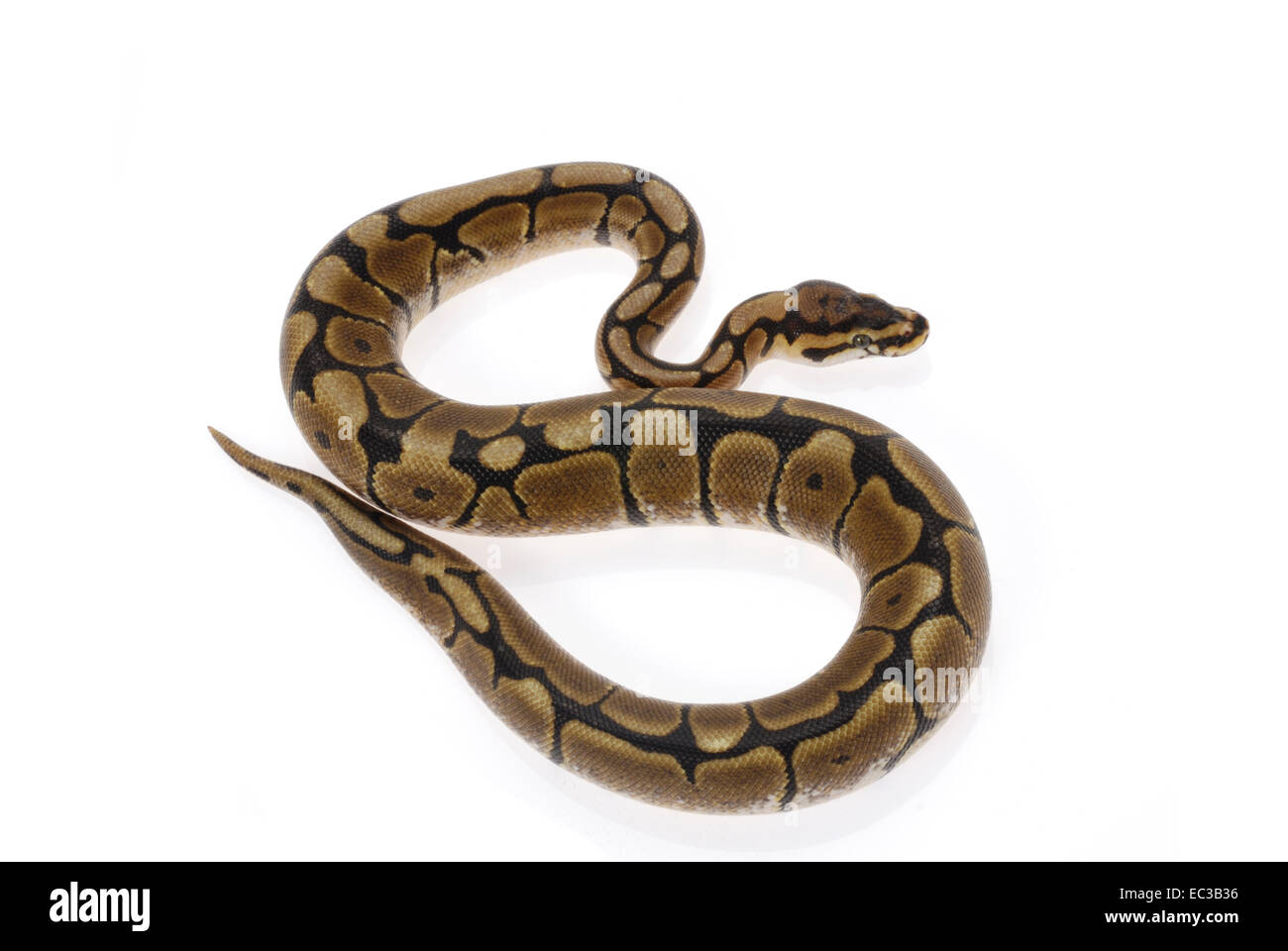 Snakes Wriggle High Resolution Stock Photography and Images - Alamy