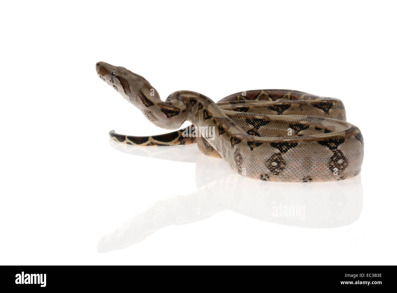 Red tailed boa hi-res stock photography and images - Alamy