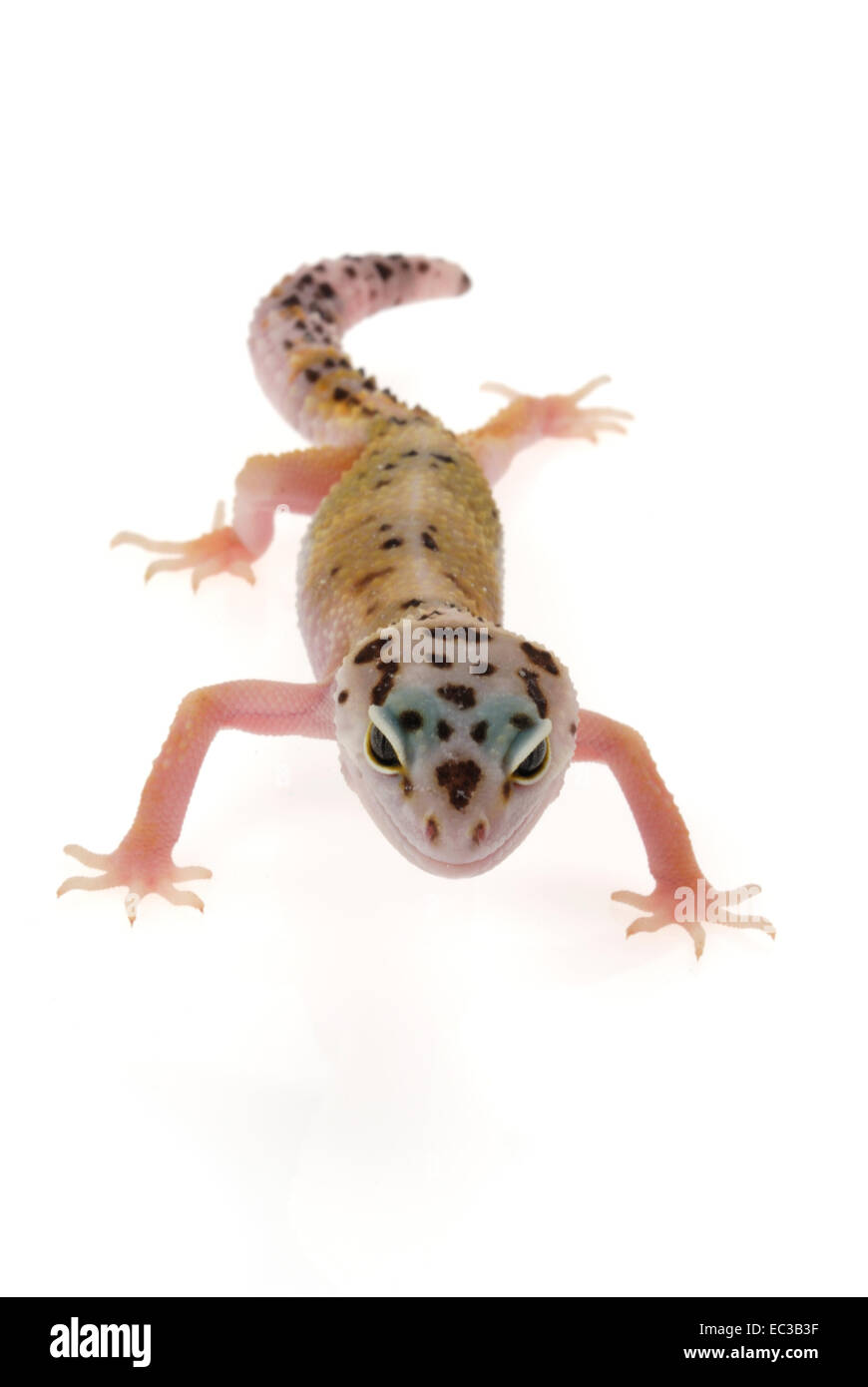 Leopard geckos Cut Out Stock Images & Pictures - Alamy