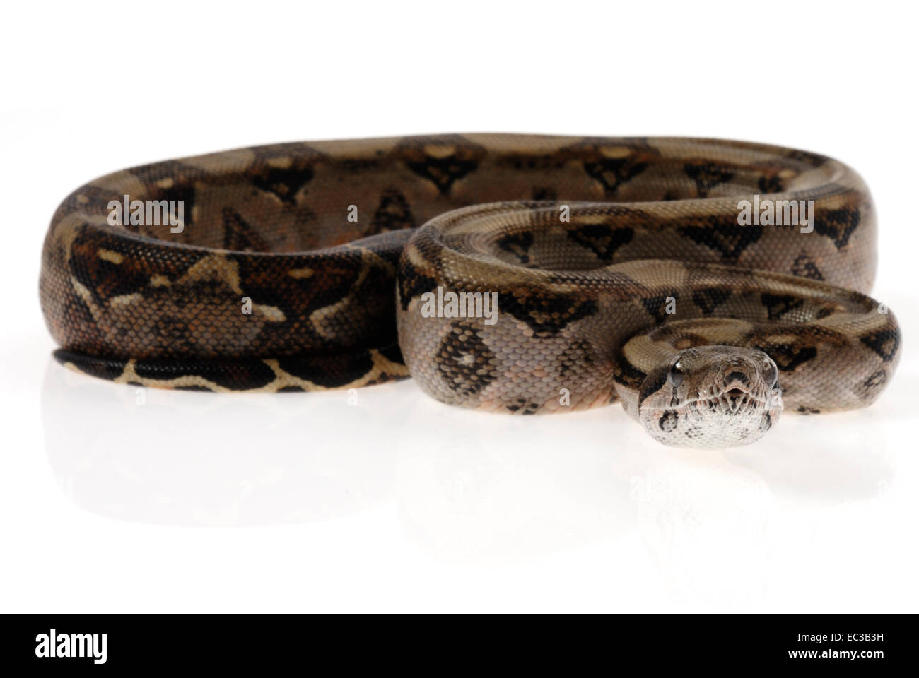 Red tailed boa hi-res stock photography and images - Alamy
