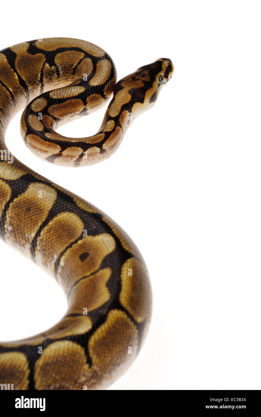 Royal regius pythonidae hi-res stock photography and images - Alamy