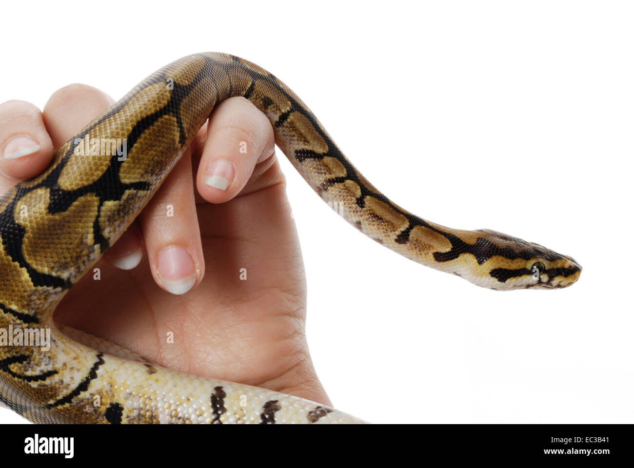Royal python on hand hi-res stock photography and images - Alamy