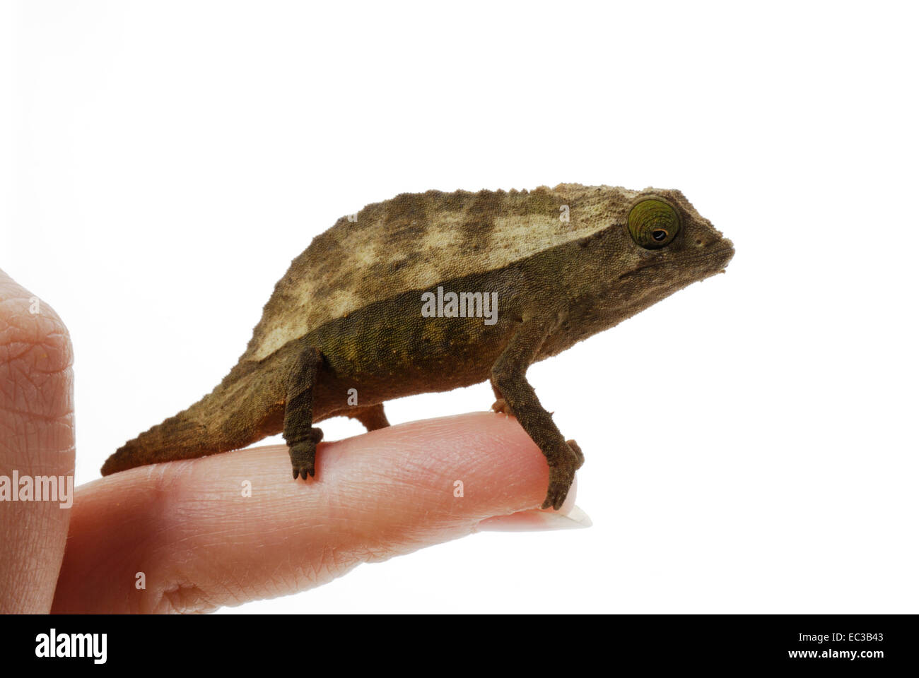 Bearded Leaf Chameleon on Finger, Rhampholeon brevicaudatus Stock Photo ...