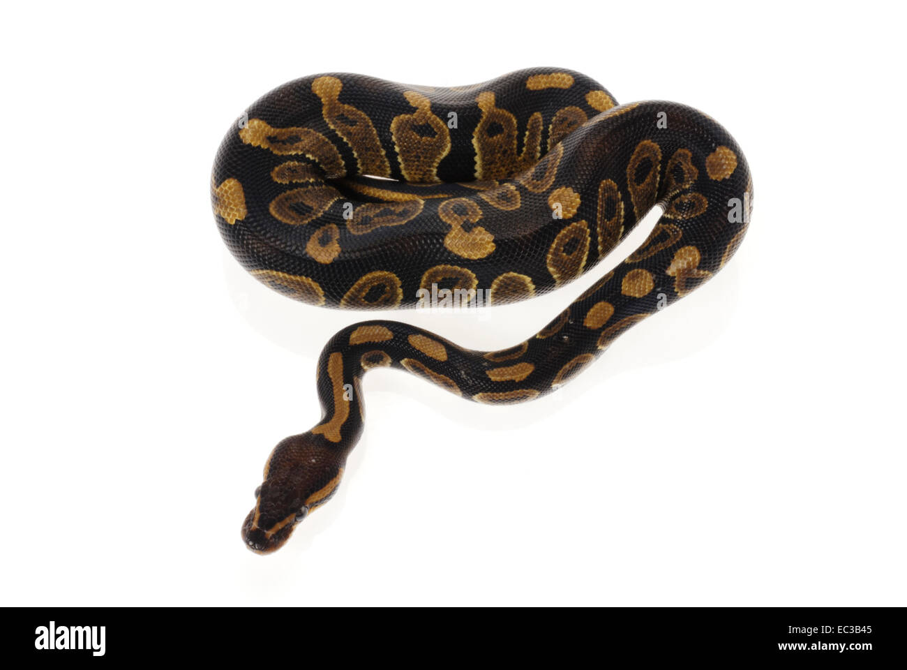 Royal item Cut Out Stock Images & Pictures - Alamy