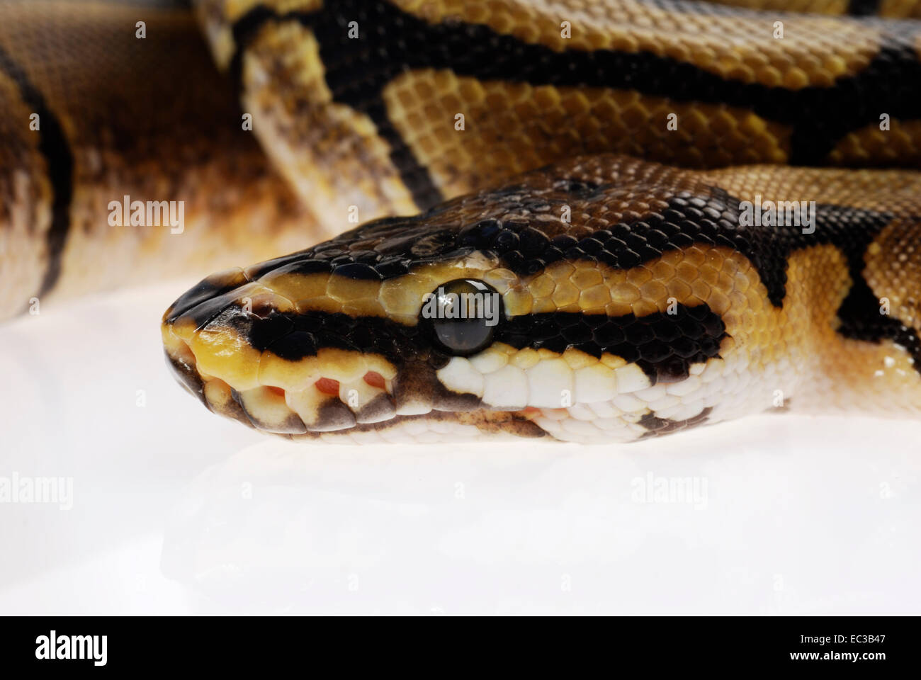 Royal Python, Python regius Stock Photo - Alamy