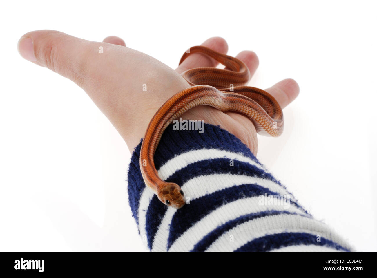 Arm Snake High Resolution Stock Photography and Images - Alamy
