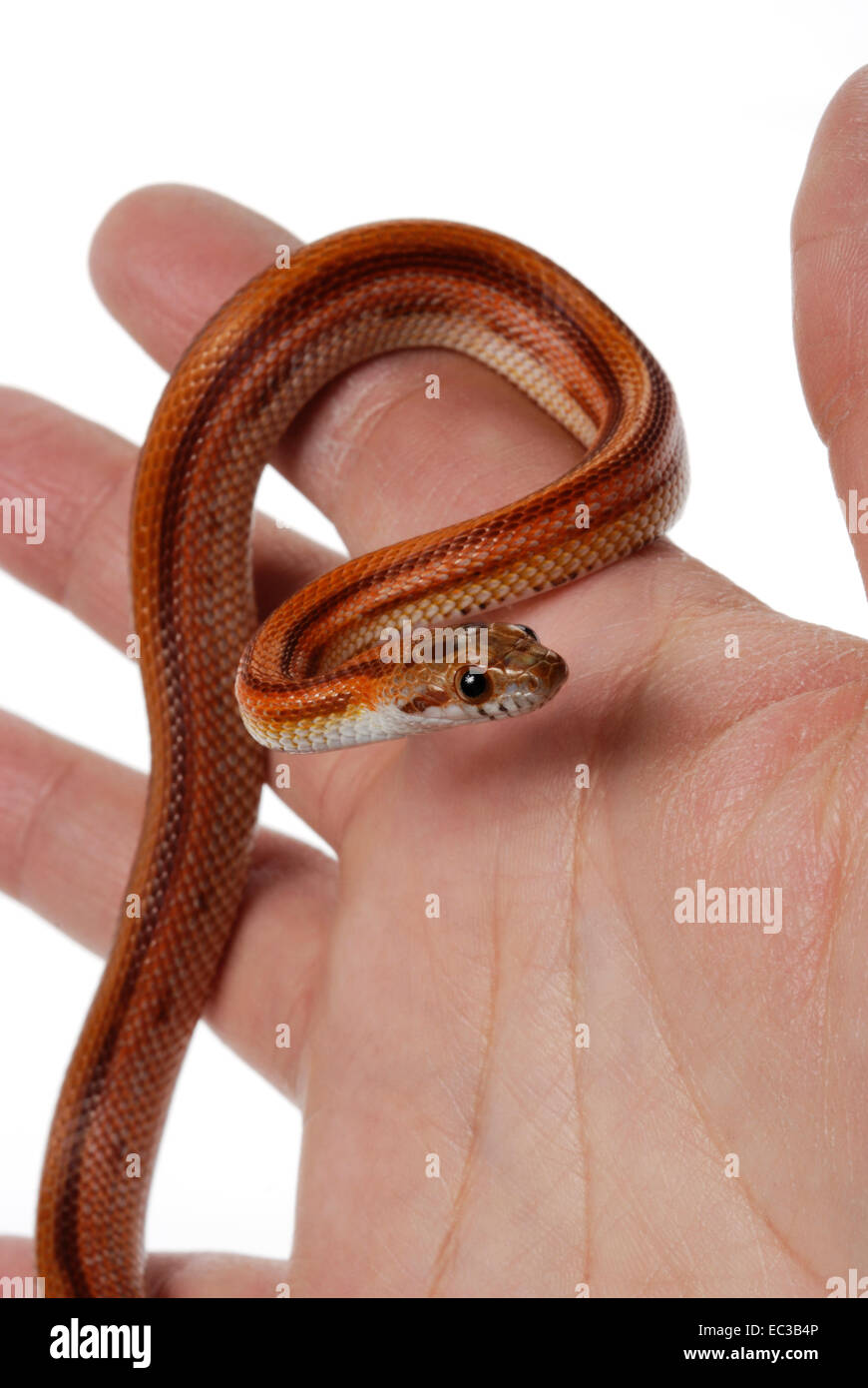 Snake on hi-res stock photography and images - Alamy