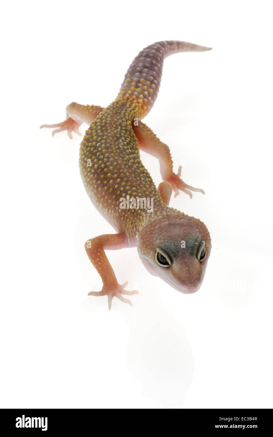 Leopard geckos Cut Out Stock Images & Pictures - Alamy