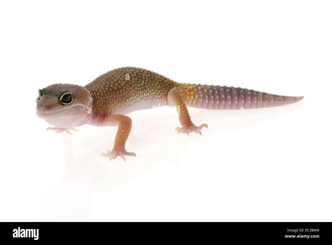 Leopard Gecko, Eublepharis macularius Stock Photo - Alamy