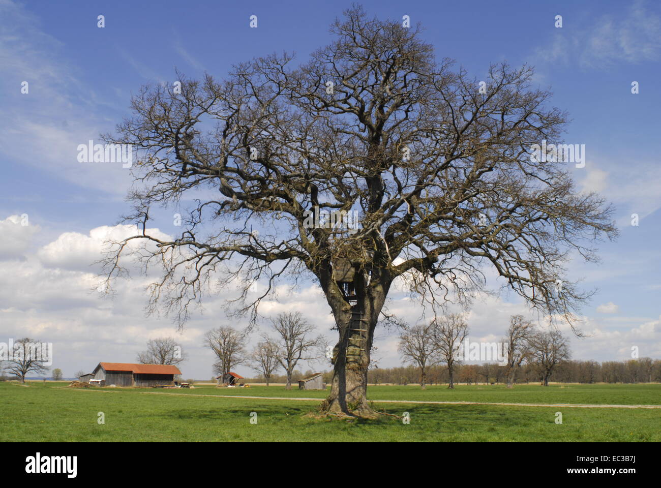 Old tree at the Chiemsee, Bavaria, Germany Stock Photo - Alamy