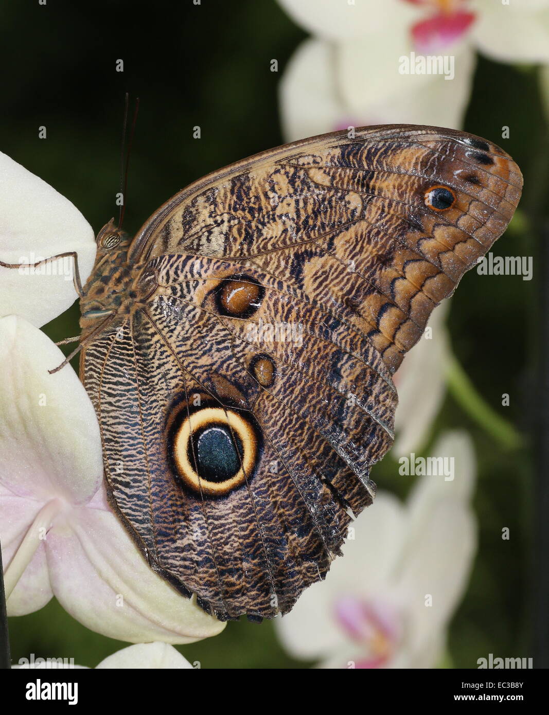 South American Forest Giant Owl Butterfly (Caligo eurilochus) on an ...