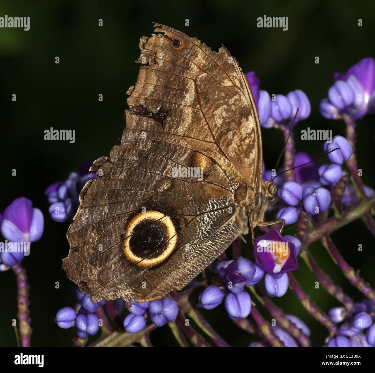 Dark owl butterfly hi-res stock photography and images - Alamy