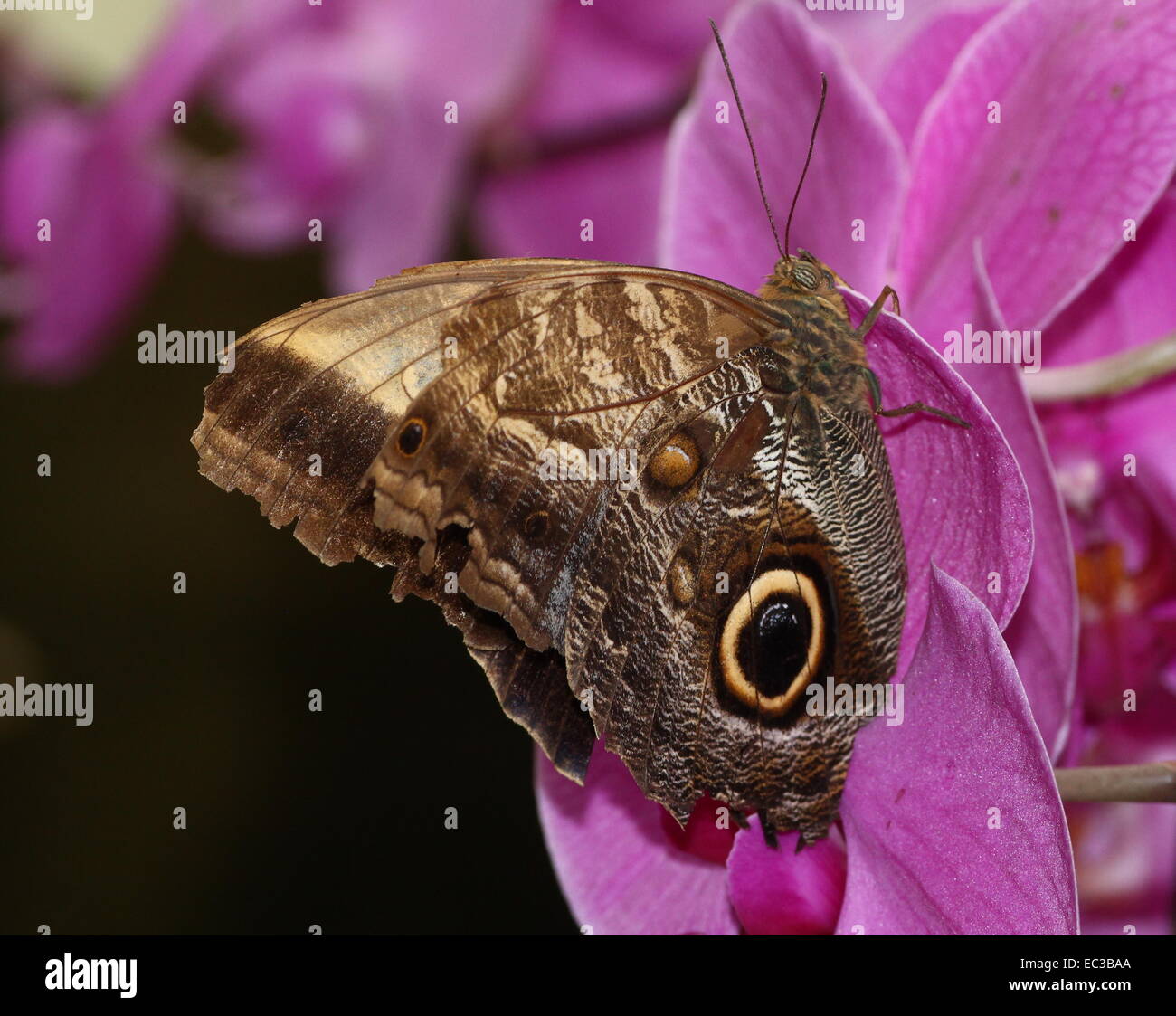South American Forest Giant Owl Butterfly (Caligo eurilochus) on a ...