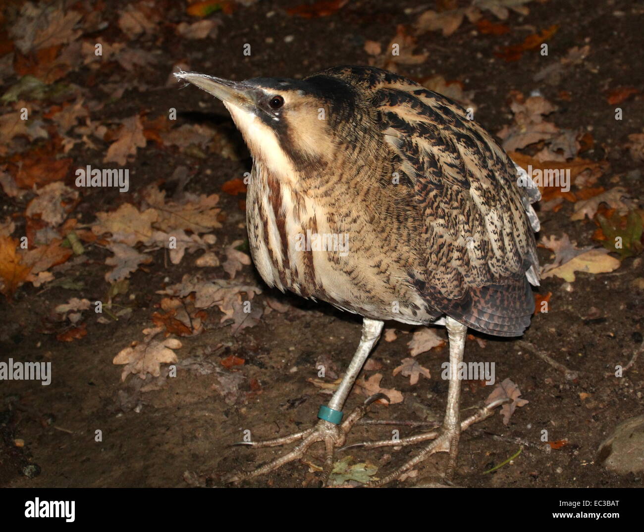 Bittern botaurus stellaris in reed hi-res stock photography and images ...