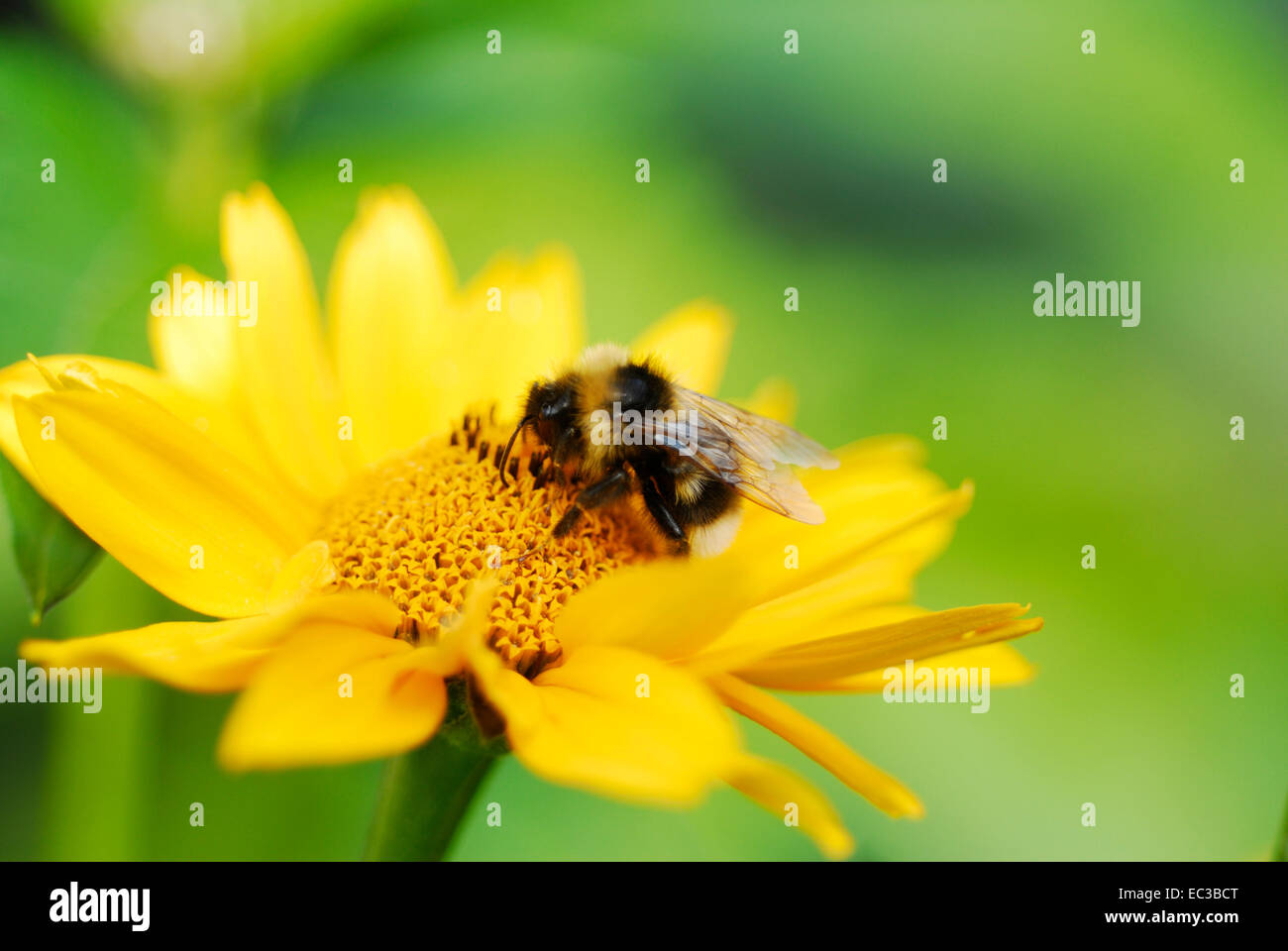 Yellow flower and bumblebee hi-res stock photography and images - Alamy