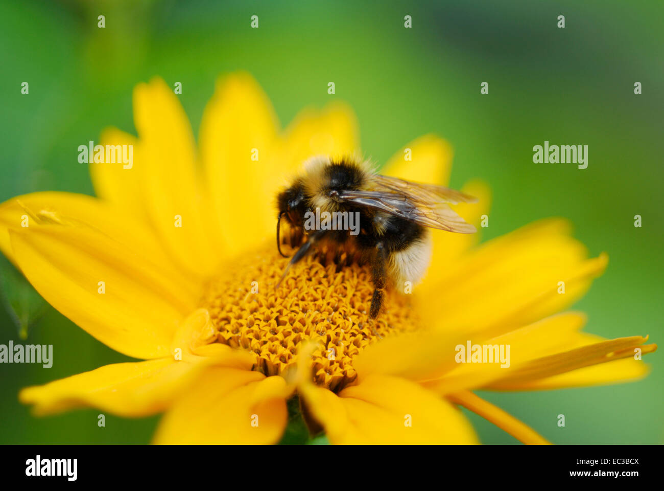 Bumblebee, yellow Flower Stock Photo - Alamy