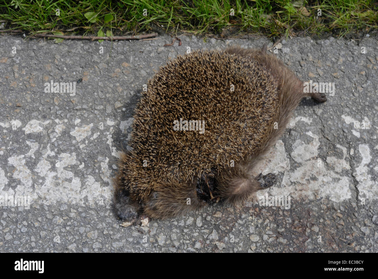 Dead Hedgehog High Resolution Stock Photography and Images - Alamy