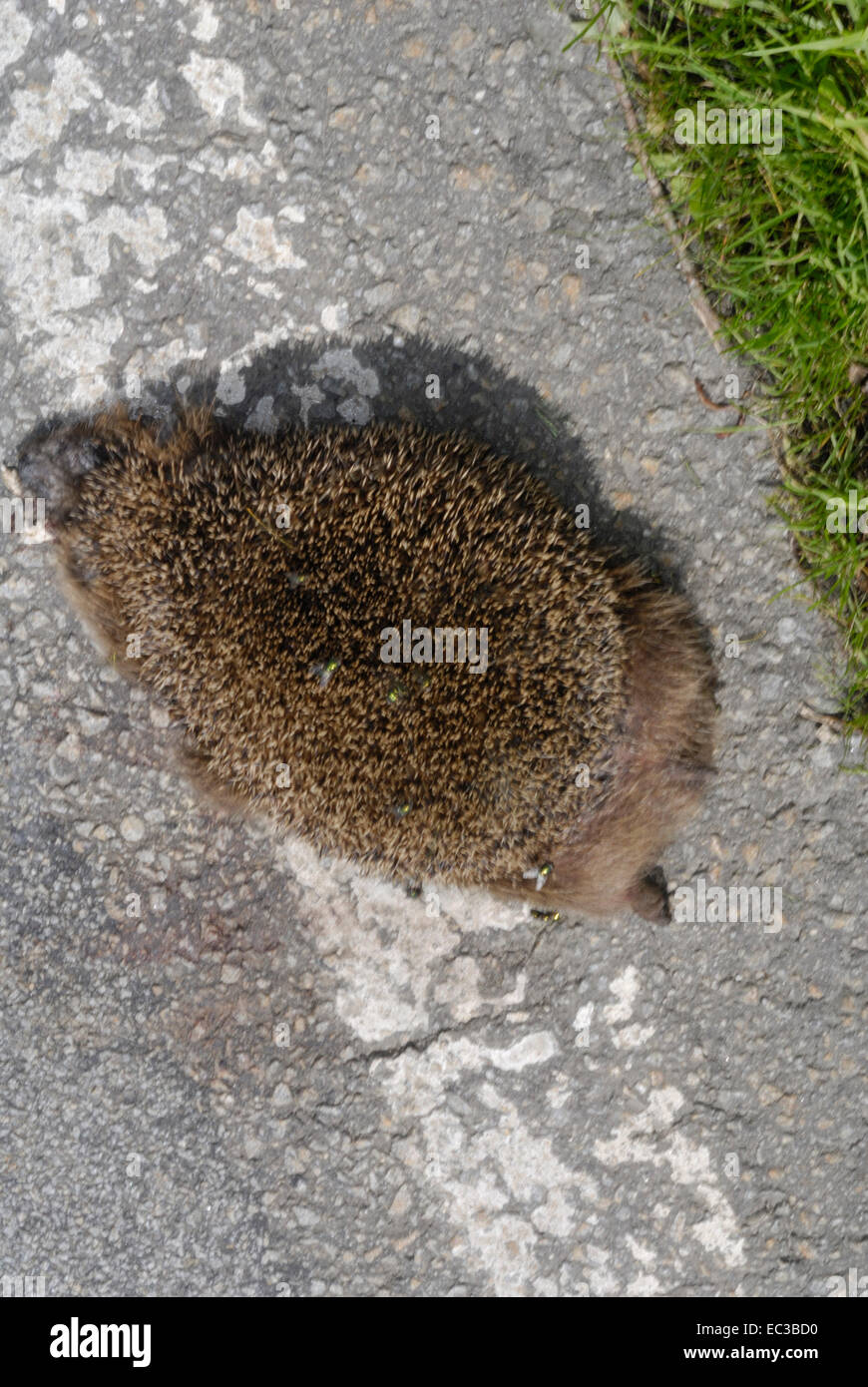 Dead hedgehog hi-res stock photography and images - Alamy